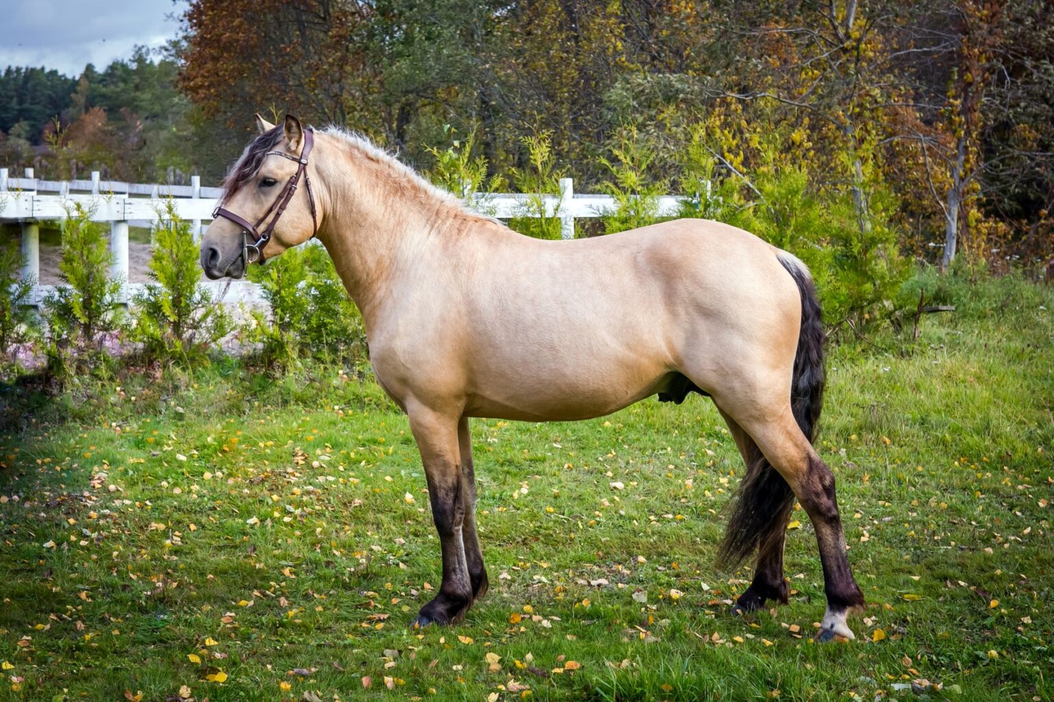Eesti hobuse värvused – EHKAS – Eesti hobuse eest